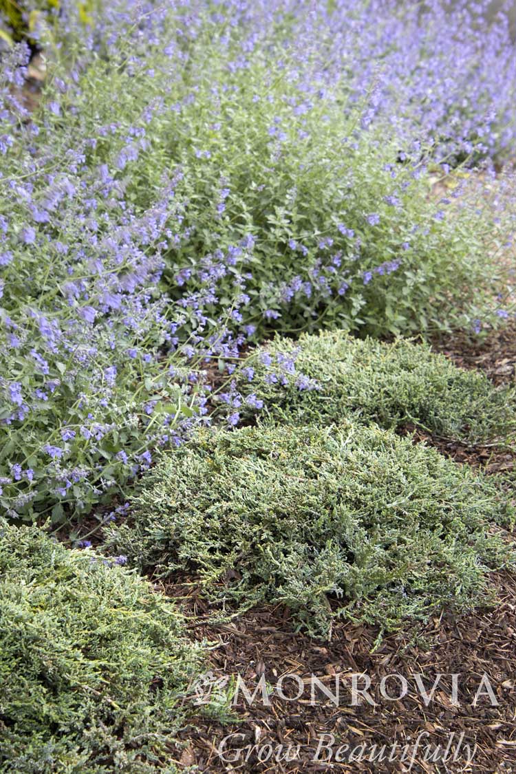 Evergreens – Sierra Nevada Plant Guide