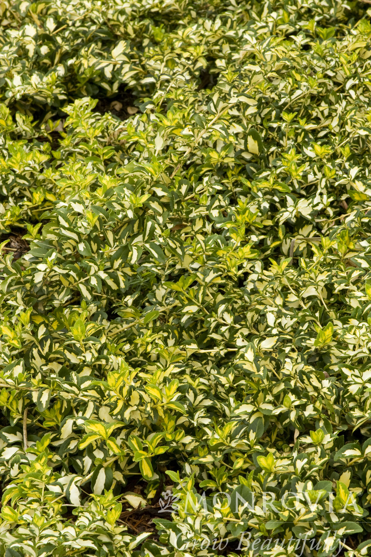 Broadleaf Evergreens – Sierra Nevada Plant Guide