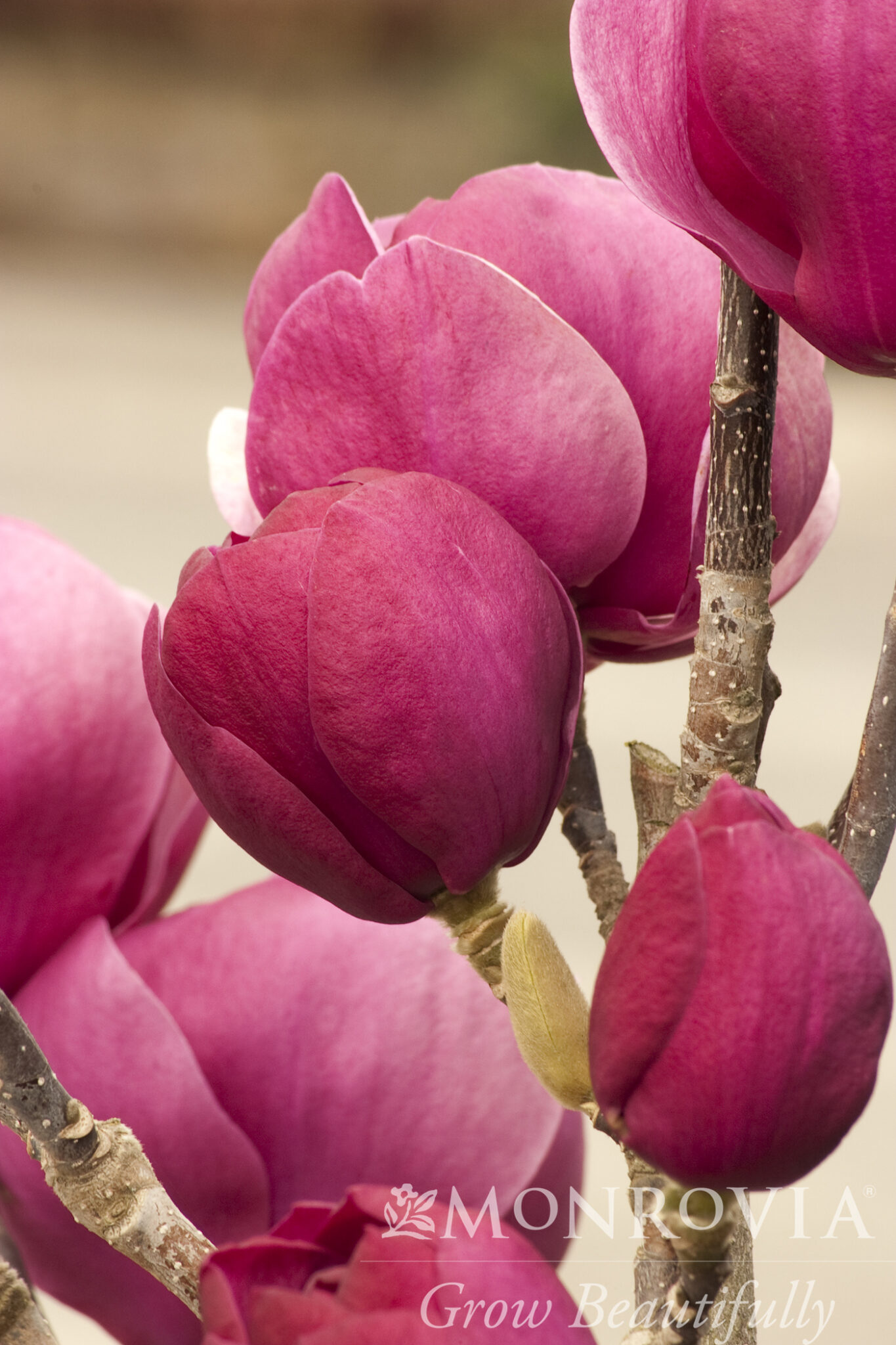 Small & Flowering Trees Continued – Sierra Nevada Plant Guide