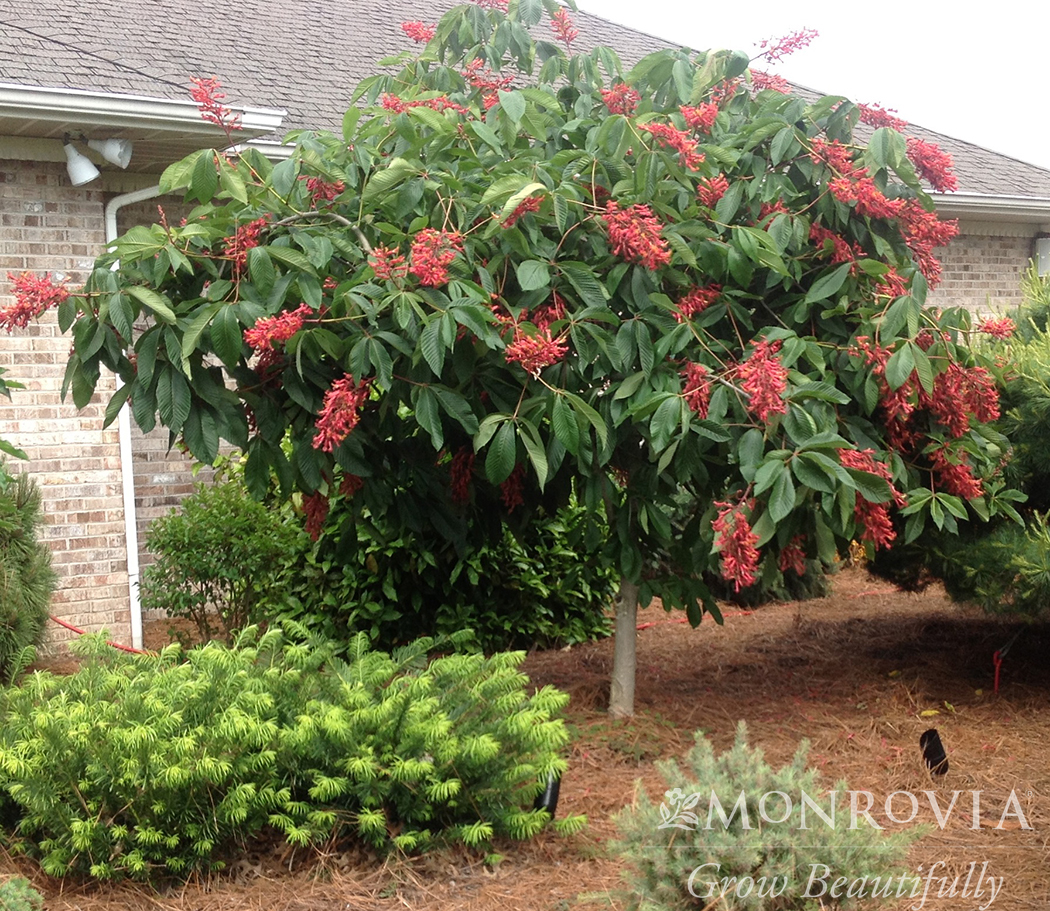 Small & Flowering Trees Continued – Sierra Nevada Plant Guide