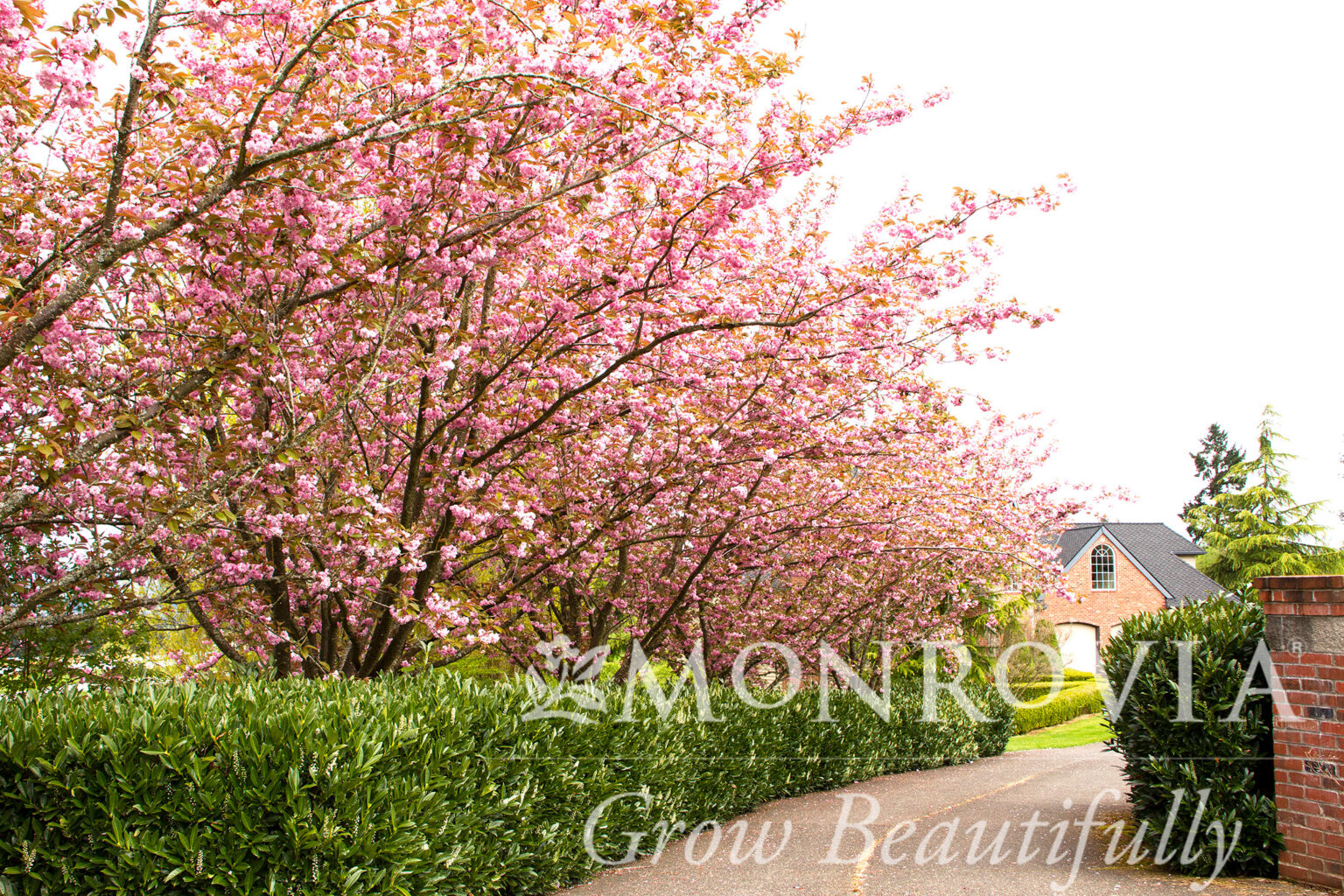 Small & Flowering Trees – Sierra Nevada Plant Guide