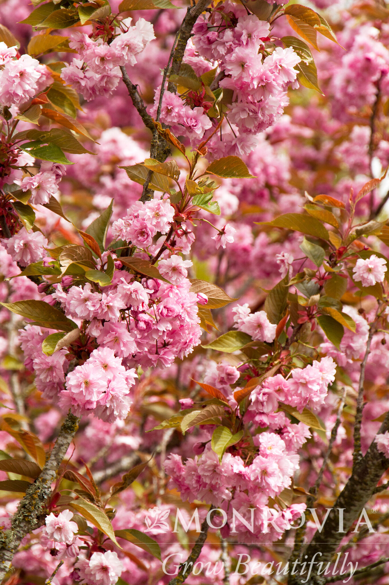 Small & Flowering Trees – Sierra Nevada Plant Guide