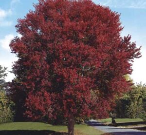 Shade Trees Continued… – Sierra Nevada Plant Guide