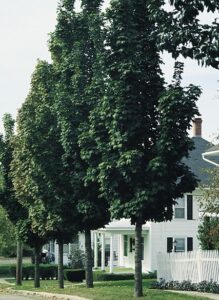 Shade Trees Continued… – Sierra Nevada Plant Guide