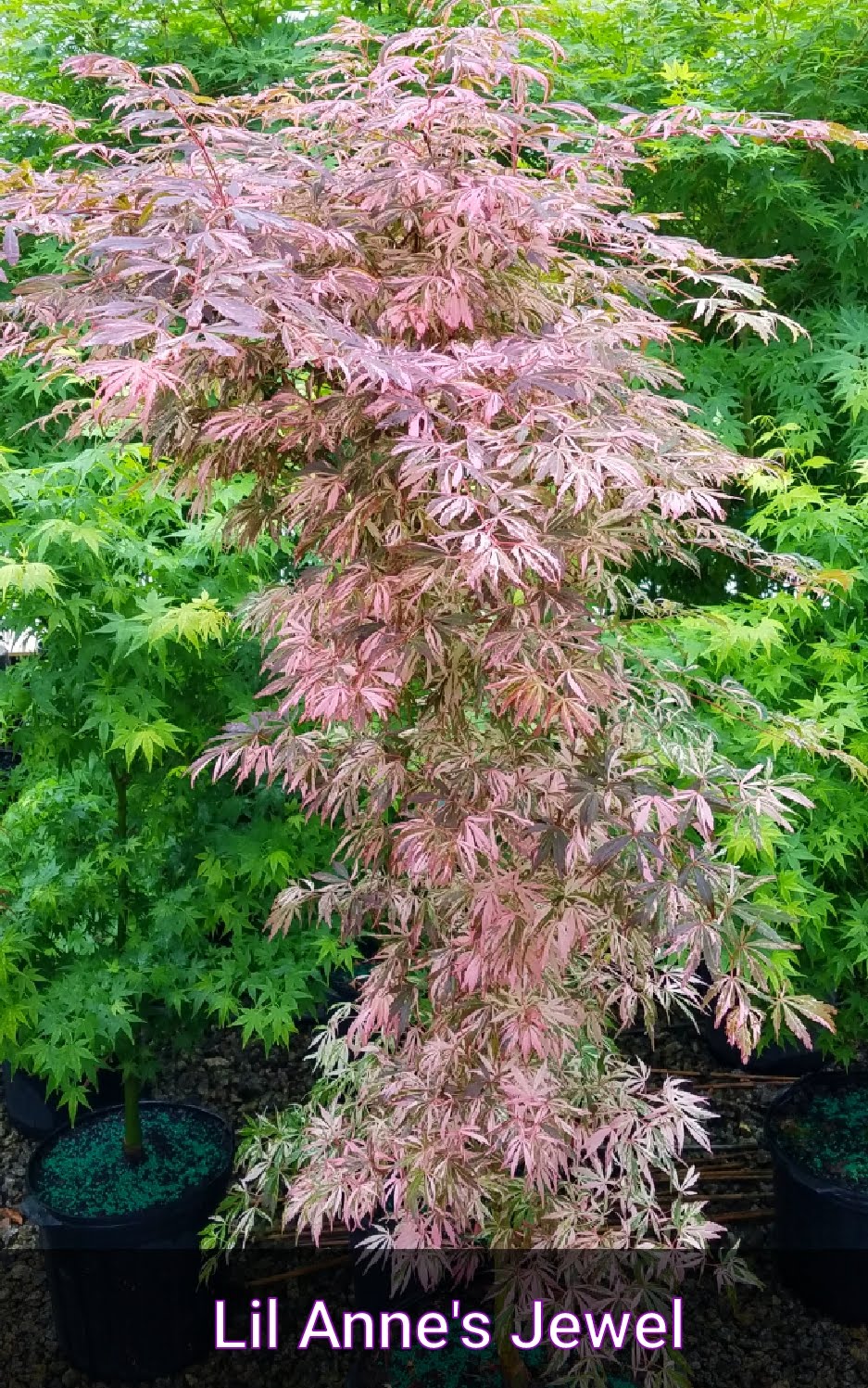 Japanese Maples – Sierra Nevada Plant Guide