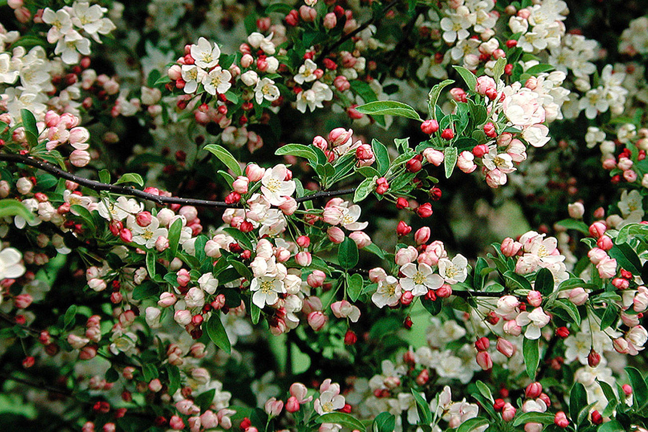 Small & Flowering Trees – Sierra Nevada Plant Guide
