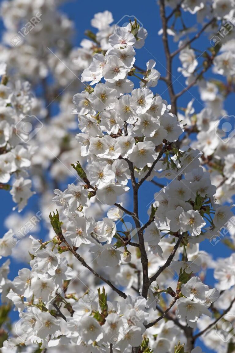 Small & Flowering Trees – Sierra Nevada Plant Guide