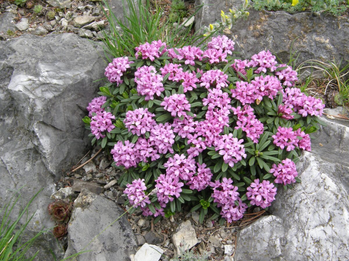 Broadleaf Evergreens – Sierra Nevada Plant Guide