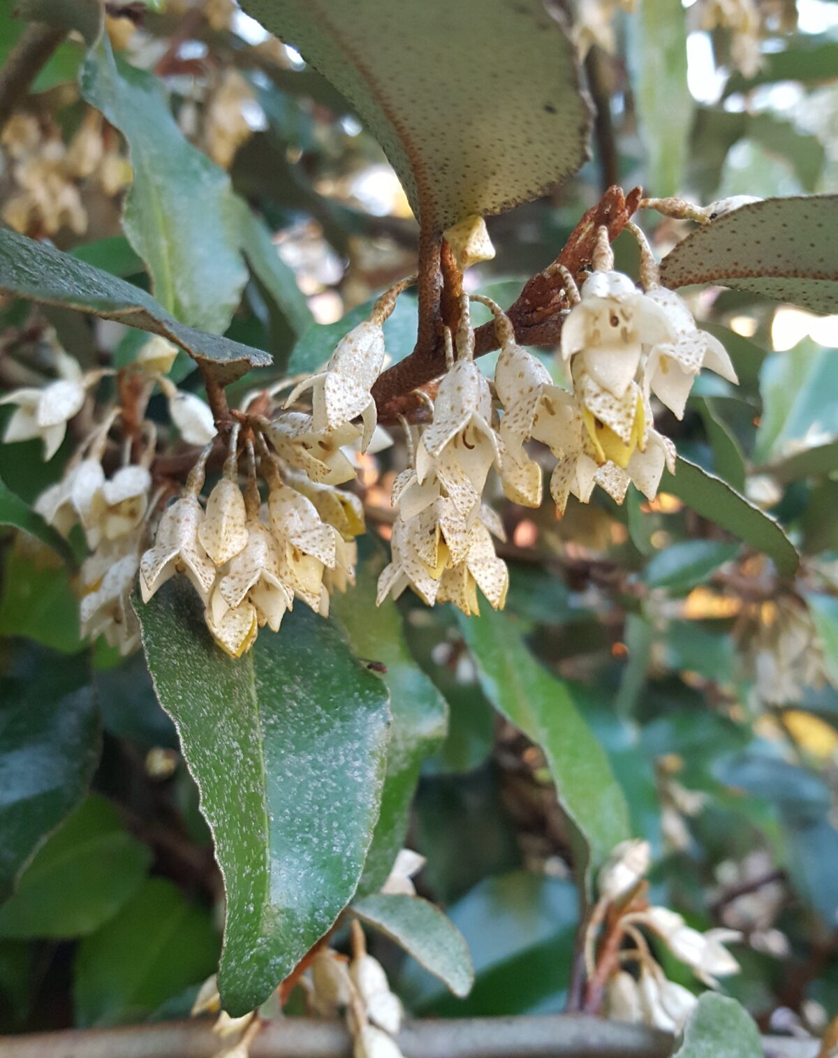 Natives & Native-like – Sierra Nevada Plant Guide