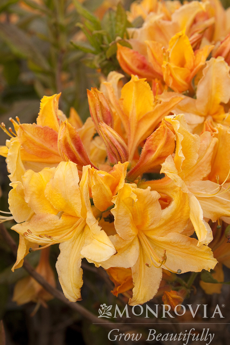 Shade Shrubs – Sierra Nevada Plant Guide