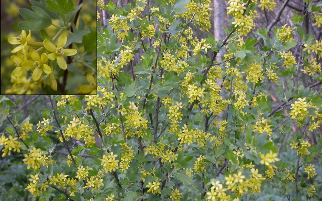 Natives & Native-like – Sierra Nevada Plant Guide
