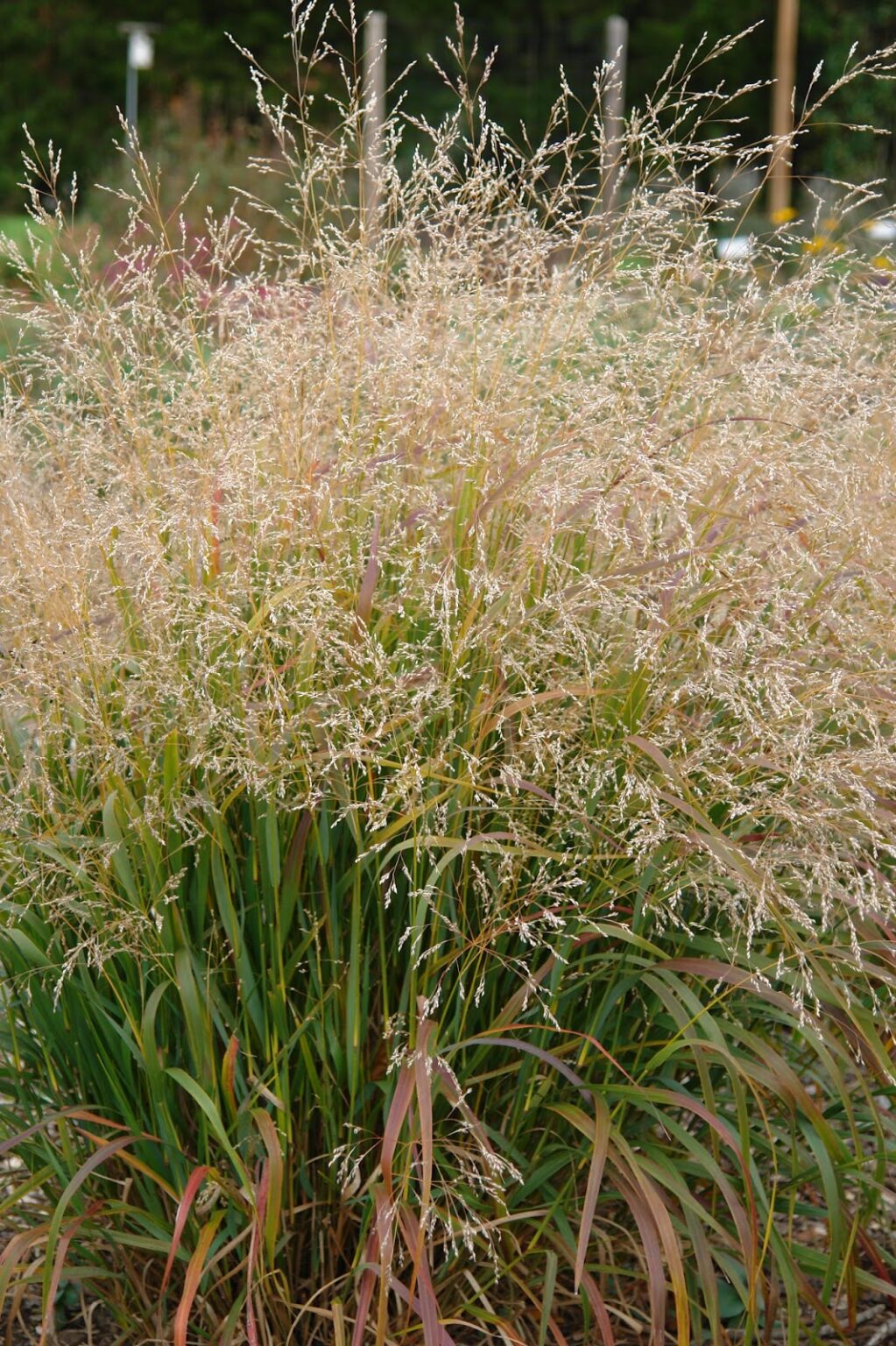 Ornamental Grasses – Sierra Nevada Plant Guide