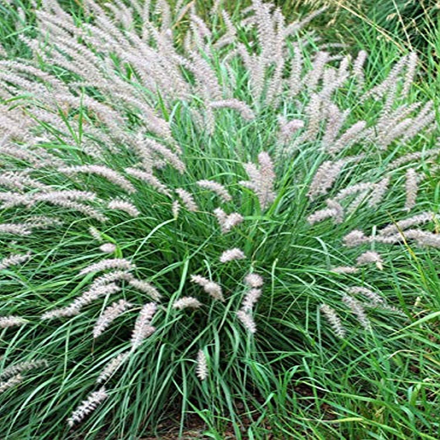 Ornamental Grasses – Sierra Nevada Plant Guide