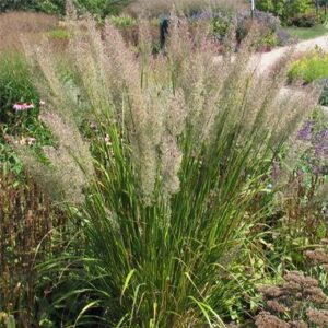 Ornamental Grasses – Sierra Nevada Plant Guide
