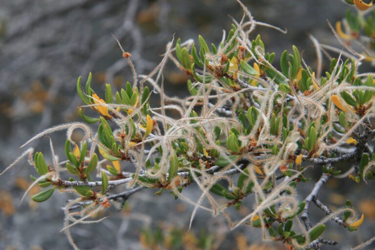 Natives & Native-like – Sierra Nevada Plant Guide