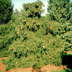 Dwarf & Specialty Conifers 2 – Sierra Nevada Plant Guide
