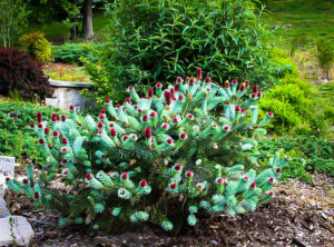 Dwarf & Specialty Conifers 2 – Sierra Nevada Plant Guide