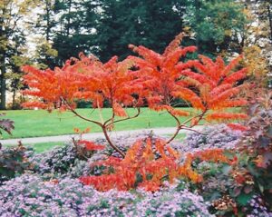 Natives & Native-like – Sierra Nevada Plant Guide