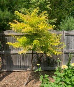 Natives & Native-like – Sierra Nevada Plant Guide