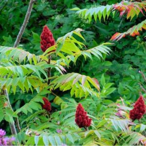 Natives & Native-like – Sierra Nevada Plant Guide
