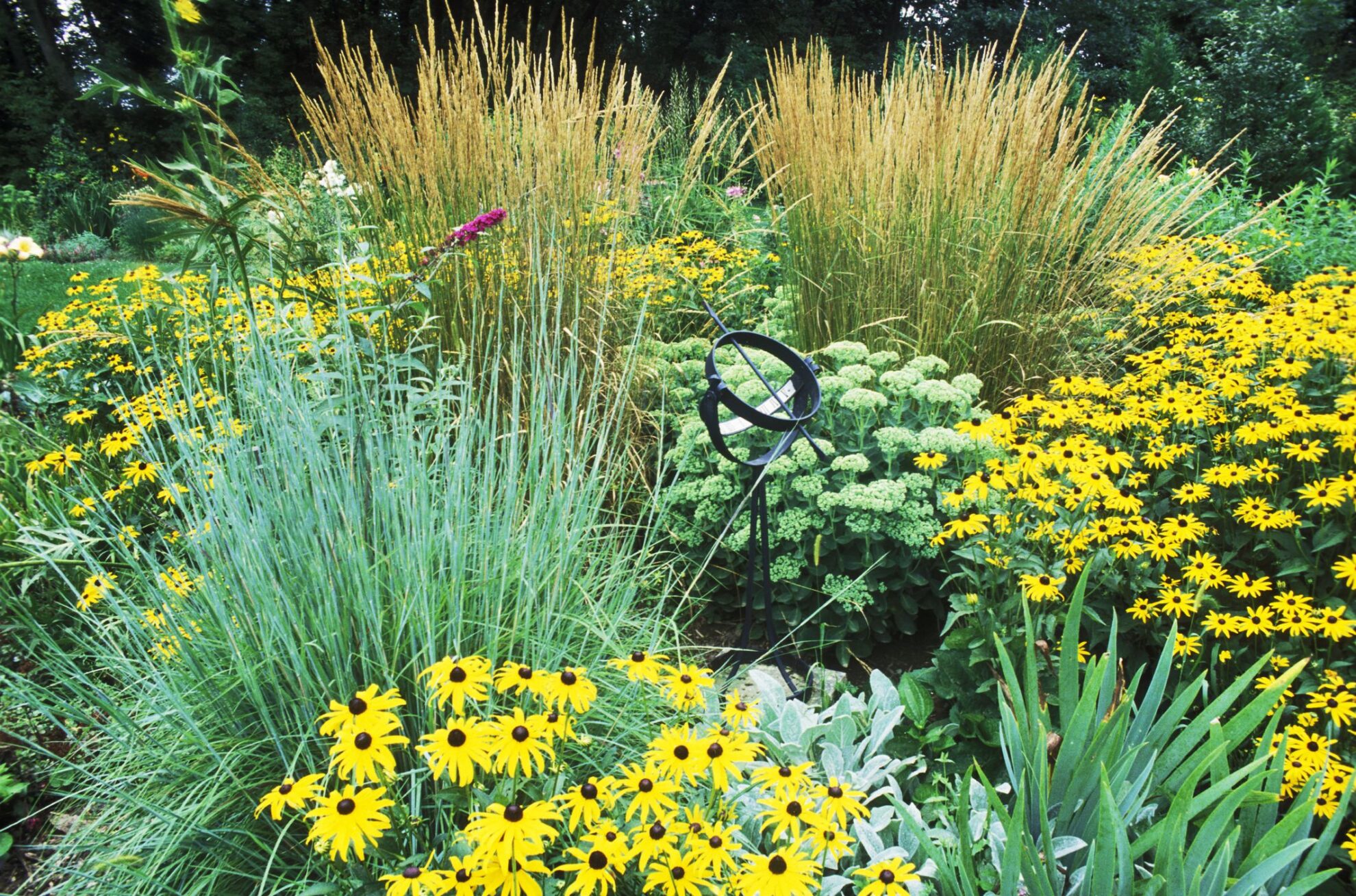 Ornamental Grasses – Sierra Nevada Plant Guide