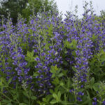 Sun Perennials – Sierra Nevada Plant Guide